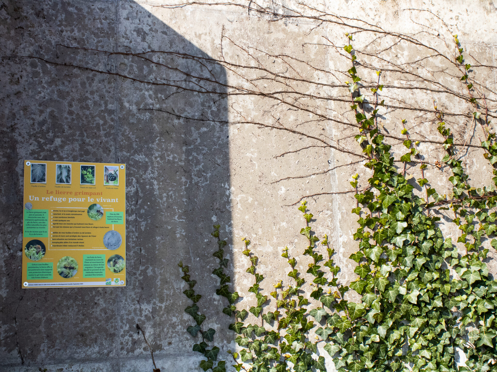 Commune nature – Une troisième libellule – Ville de Marange-Silvange